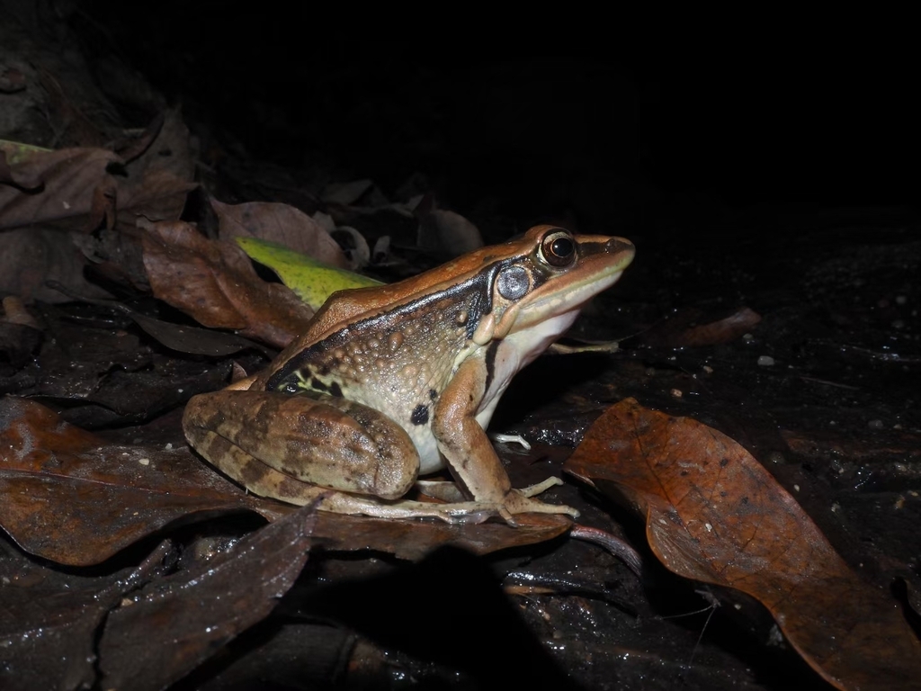 Guenther's Frog from Guangdong, CN on June 10, 2023 by bc768659 ...