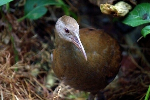 Lord Howe Rail in February 2018 by Eddy Smith · iNaturalist