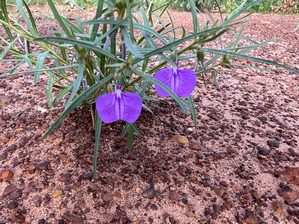 Spade Flower from Bradshaw Field Training Area, Bradshaw, NT, AU on ...