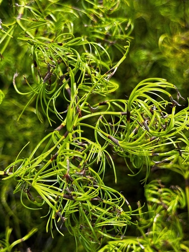 curly sedge (Caustis recurvata) · iNaturalist