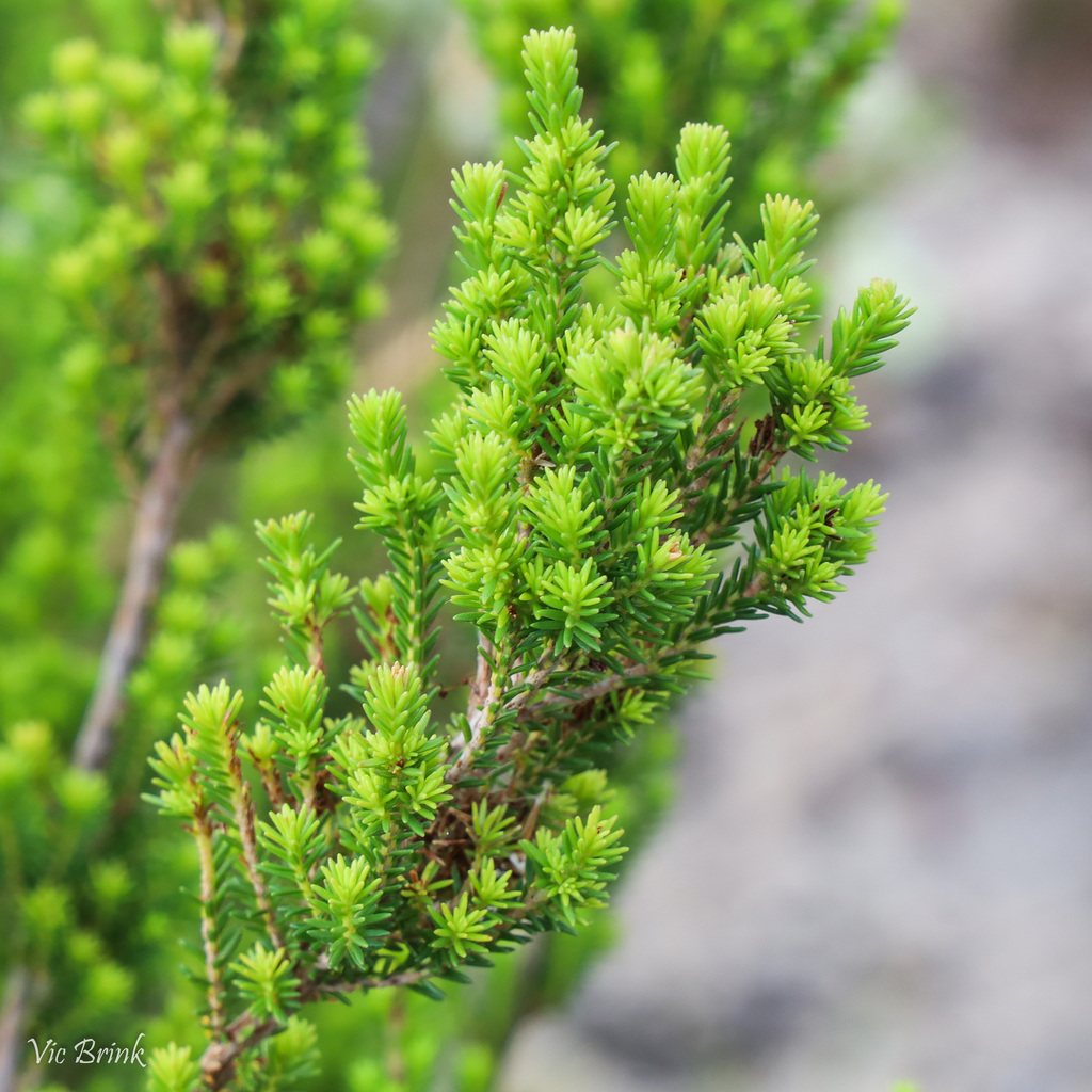 Heaths from Kleinmond, 7195, South Africa on November 24, 2023 at 06:45 ...