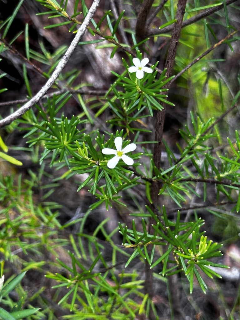 Wedding Bush from K’gari (Fraser Island) Recreation Area, Eurong, QLD ...
