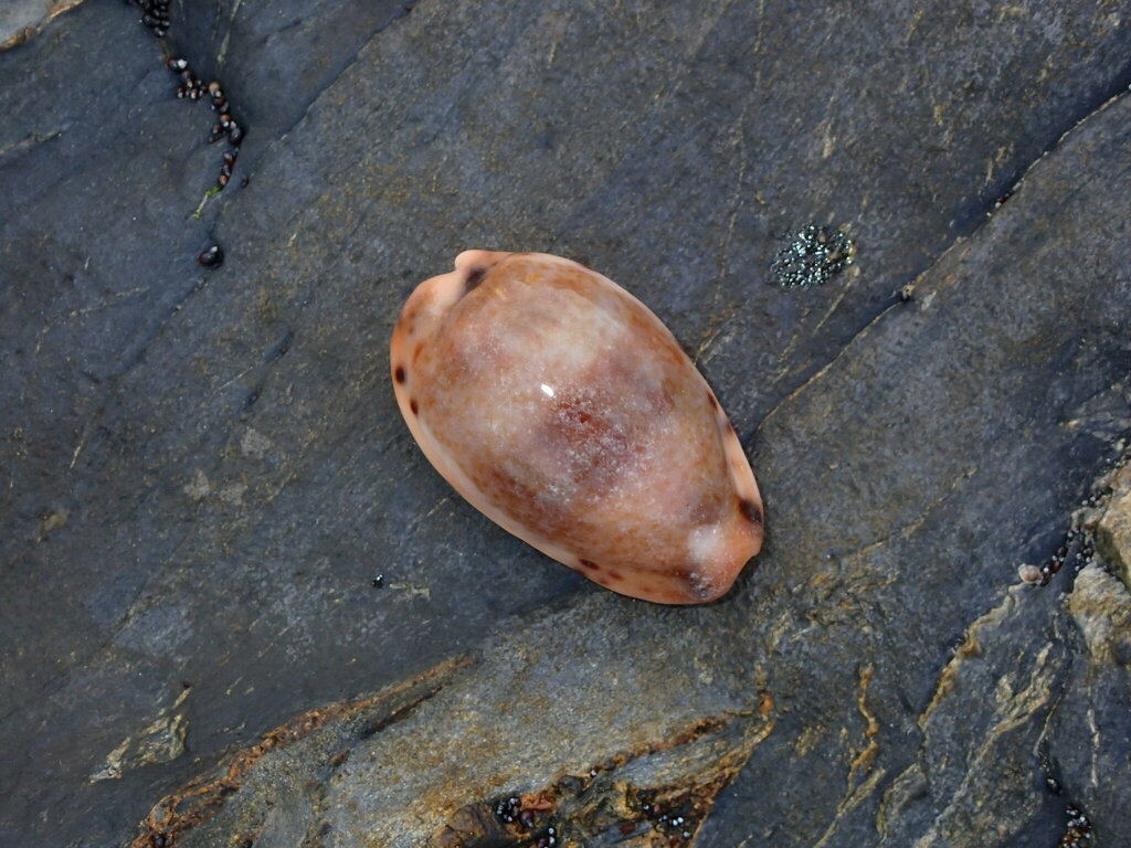 yellow-toothed cowrie from Bundagen NSW 2454, Australia on November 29 ...