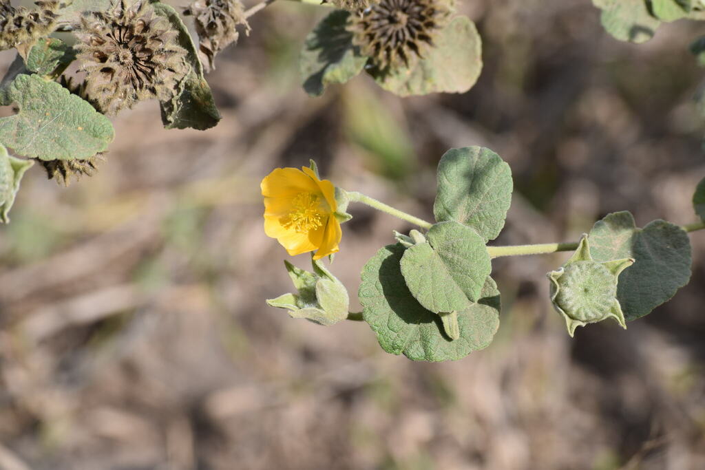 Monkey bush from Ehlanzeni District Municipality, South Africa on July ...