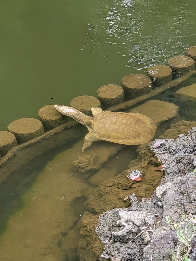 Amur Softshell Turtle from 11番地 Naitōmachi, Shinjuku City, Tokyo 160 ...