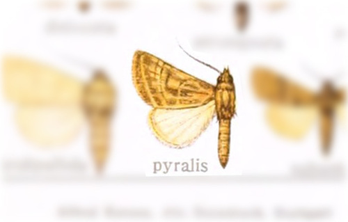 Sacadodes pyralis · Naturalista Costa Rica