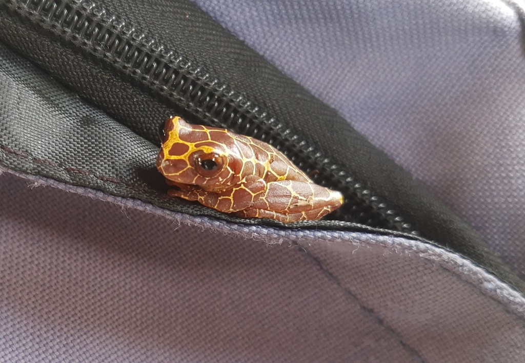 Reticulated Tree Frog from Maynas Province, Peru on November 11, 2023 ...