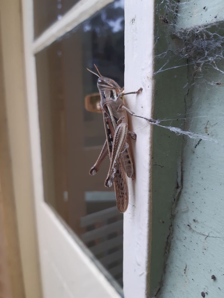 Spur-throated Locust from Gordon VIC 3345, Australia on March 24, 2023 ...