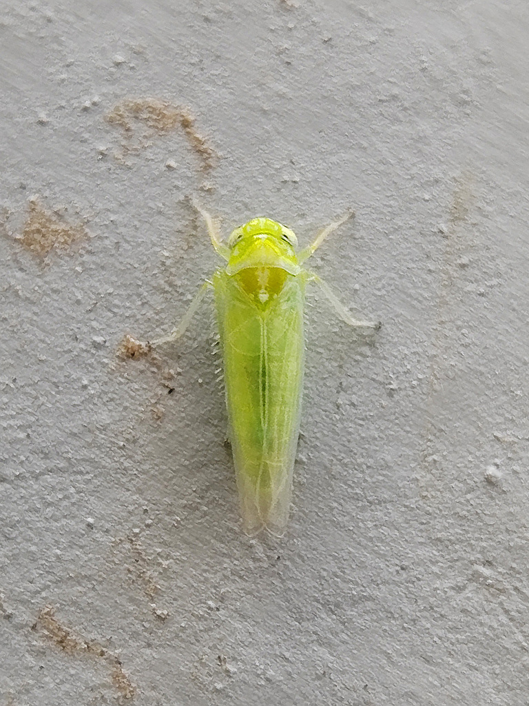 Kybos koreanus from 中国北京市海淀区 on May 11, 2023 at 06:00 PM by Yushi Wang ...