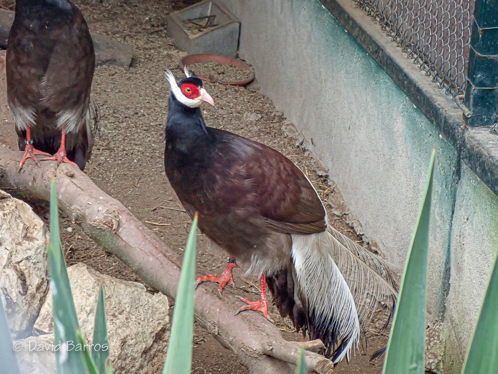 Brown Eared-Pheasant in November 2023 by David Barros Cardona · iNaturalist