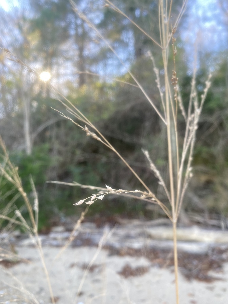 switchgrass from James River, Hopewell, VA, US on November 30, 2023 at ...