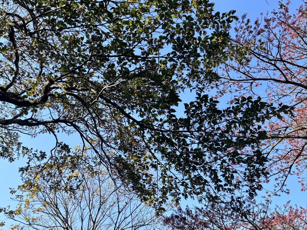 Carpinus putoensis in December 2023 by 燕旭阳 · iNaturalist