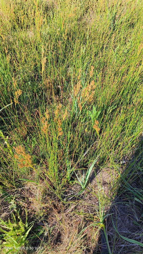 Salt Rush from Kgatelopele Local Municipality, South Africa on November ...
