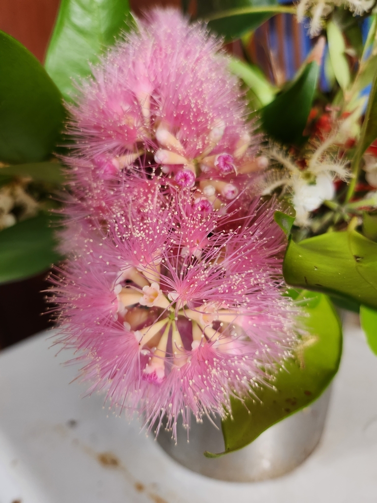 Waterberries in December 2023 by katyw. Blossom for feather tailed ...