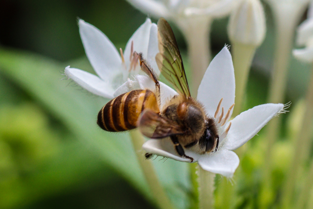 Asian Honey Bee from Central Area, Singapore on November 26, 2023 at 11:53 AM by lazarus. this ...