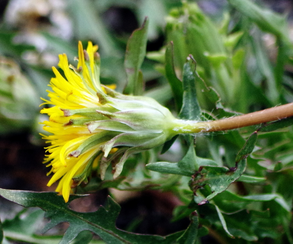 horned dandelion from Yukon, Canada on July 15, 2023 at 12:19 PM by ...