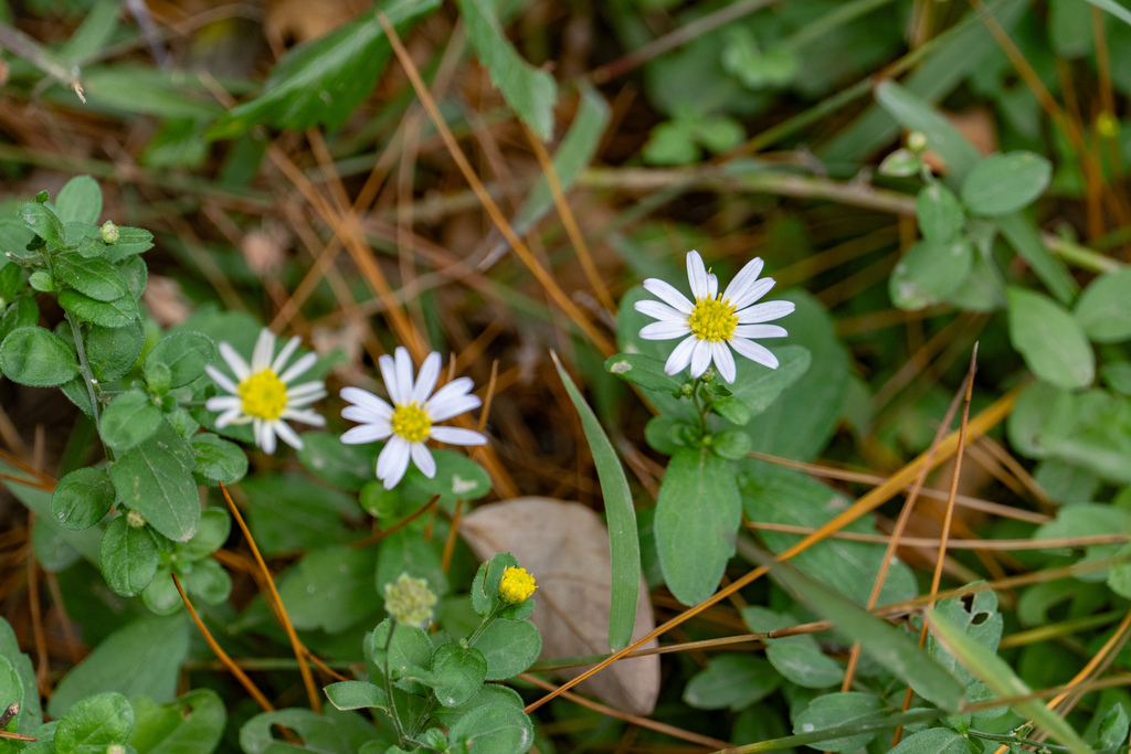 Aster indicus from 中国湖北省武汉市洪山区 on December 1, 2023 at 01:54 PM by ingester · iNaturalist