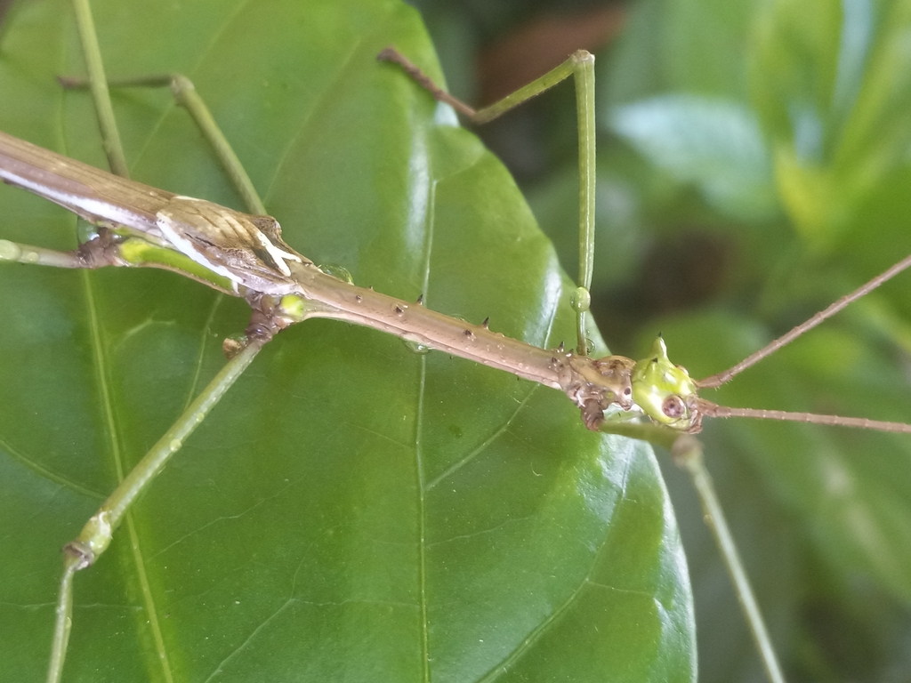 Giant Green Stick Insect from Sosua, DO-PP, DO on December 1, 2023 at ...