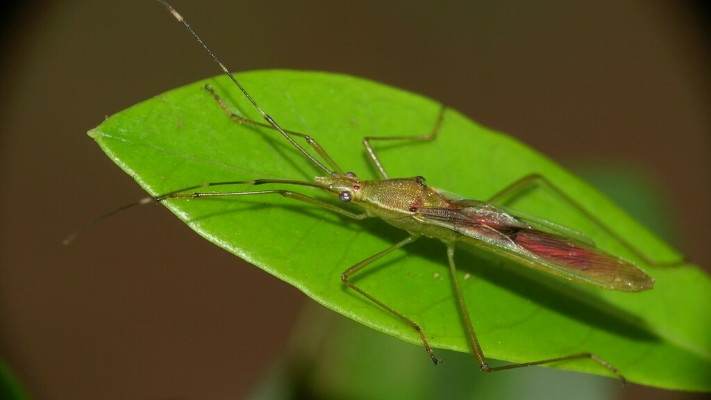 Paddy Bug from Mahim Nature Park on November 29, 2023 at 08:57 AM by ...