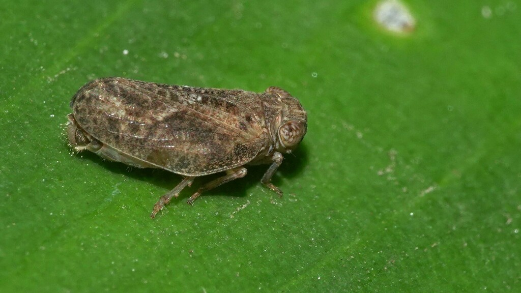 Issid Planthoppers from Mahim Nature Park on November 29, 2023 at 09:06 ...