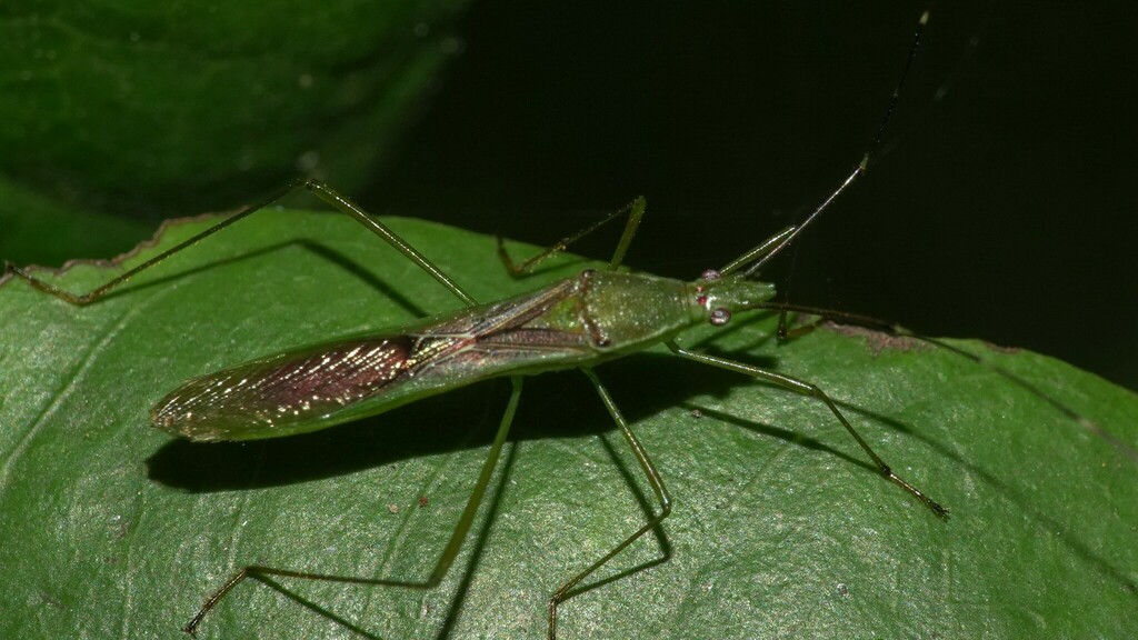 Paddy Bug from Mahim Nature Park on November 29, 2023 at 09:23 AM by ...