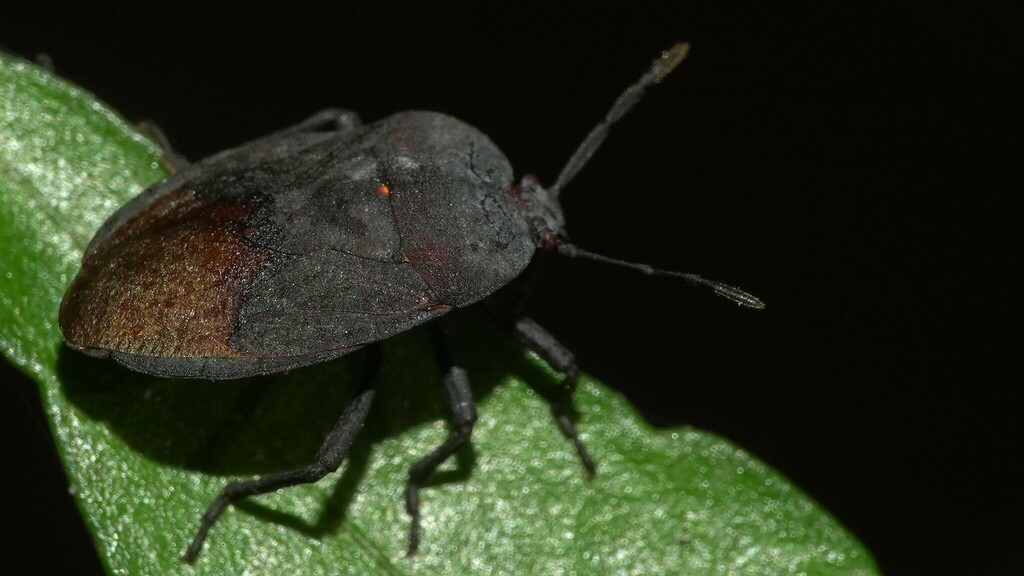 Cyclopelta siccifolia from Mahim Nature Park on November 29, 2023 at 09 ...