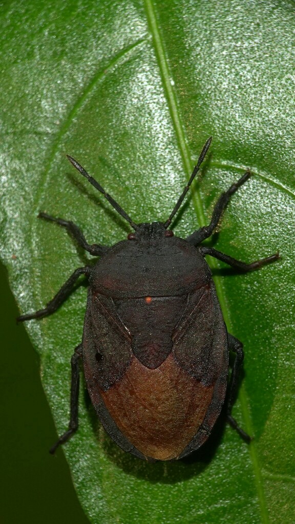 Cyclopelta siccifolia from Mahim Nature Park on November 29, 2023 at 09 ...