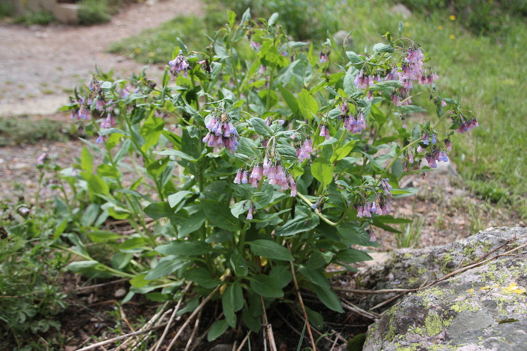 mountain bluebells from Clear Creek County, CO, USA on July 1, 2016 at ...
