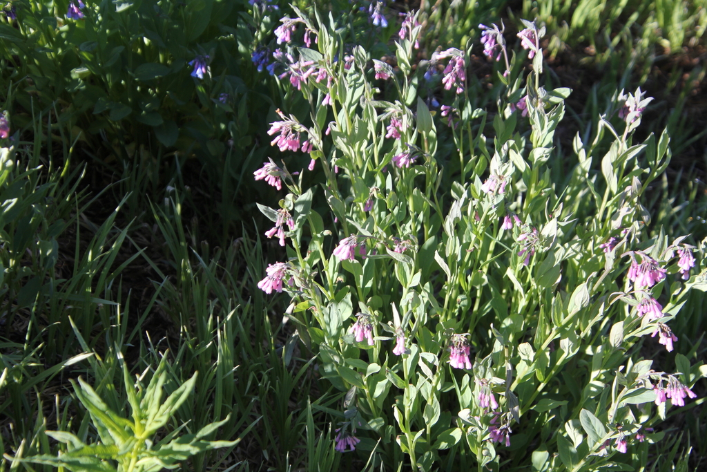 mountain bluebells from Clear Creek County, CO, USA on July 13, 2019 at ...
