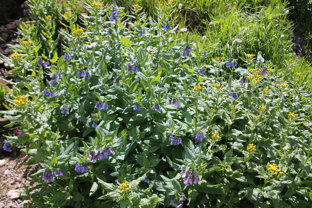 mountain bluebells from Boulder County, CO, USA on August 9, 2015 at 03 ...