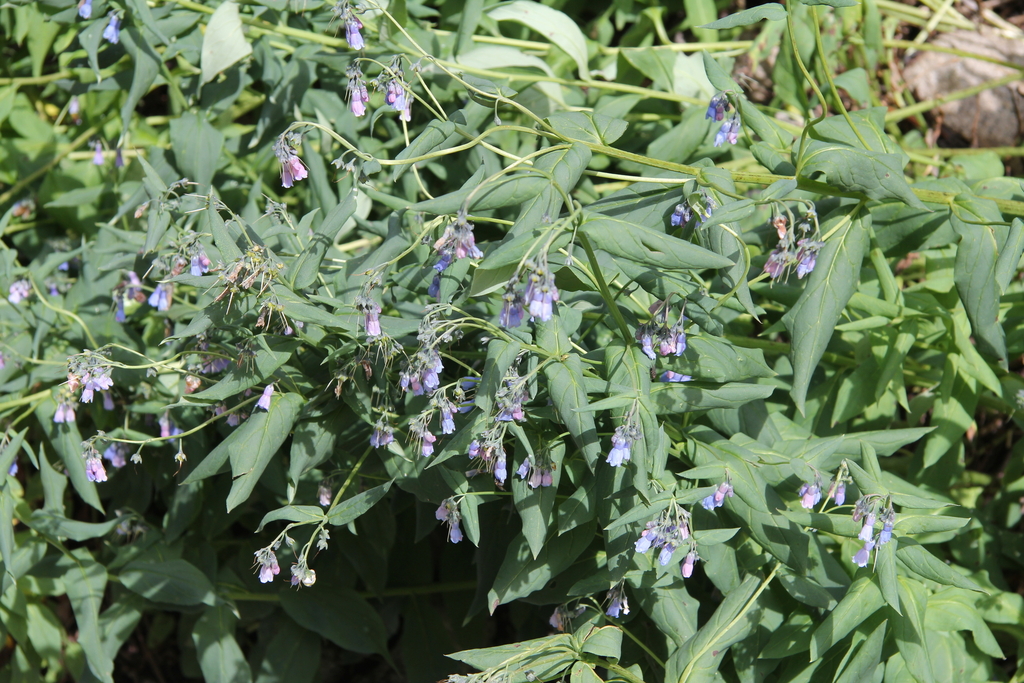 mountain bluebells from Chaffee County, CO, USA on August 24, 2013 at ...