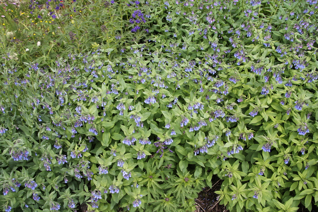 mountain bluebells from Summit County, CO, USA on July 25, 2014 at 01: ...