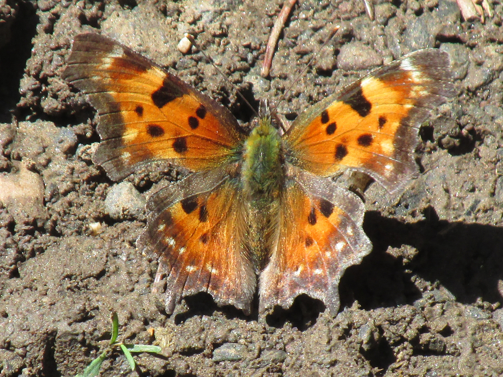 Green Comma from Pennington County, SD, USA on May 27, 2023 by Mathew L ...