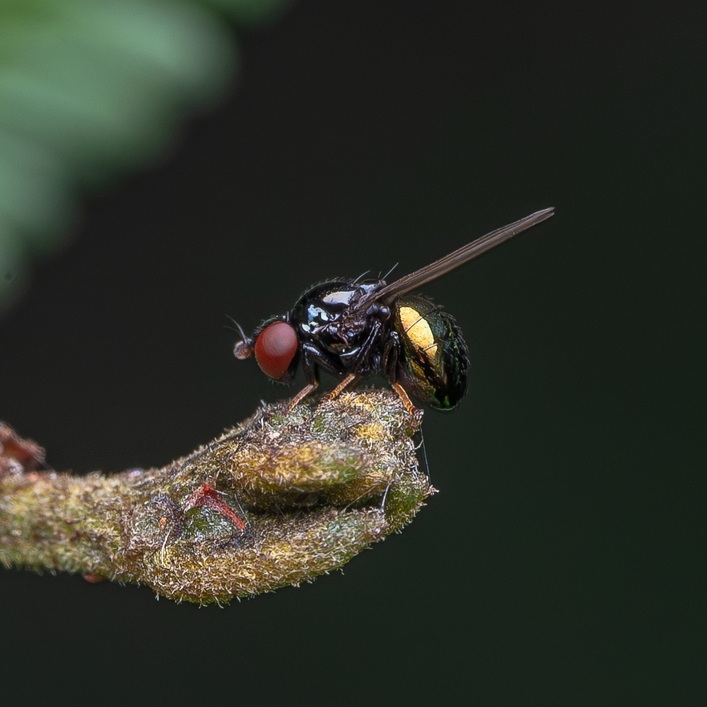Acalyptrate Flies from Strettle Street, Thornbury VIC, Australia on ...