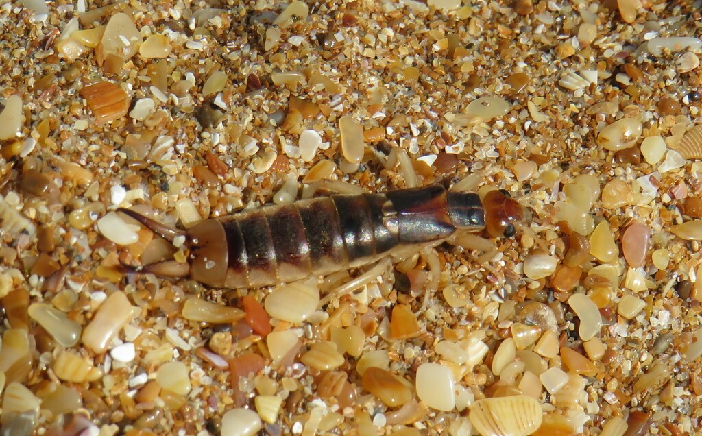 Shore Earwig from Lenins'kyi, UA-KR, UA on July 9, 2021 at 03:24 PM by ...