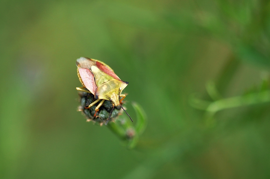 northern fruit bug from 42-425 Kroczyce, Polska on June 11, 2017 at 12: ...
