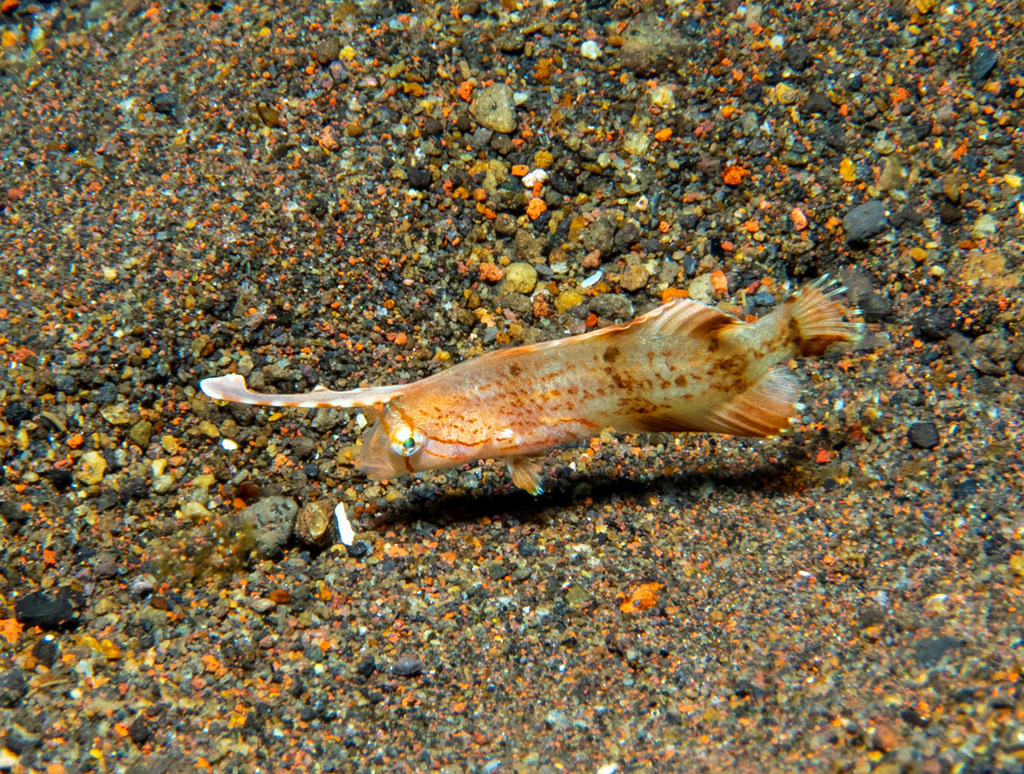 Peacock Razorfish from Cantik Point, near Tulamben, Kubu, Karangasem ...