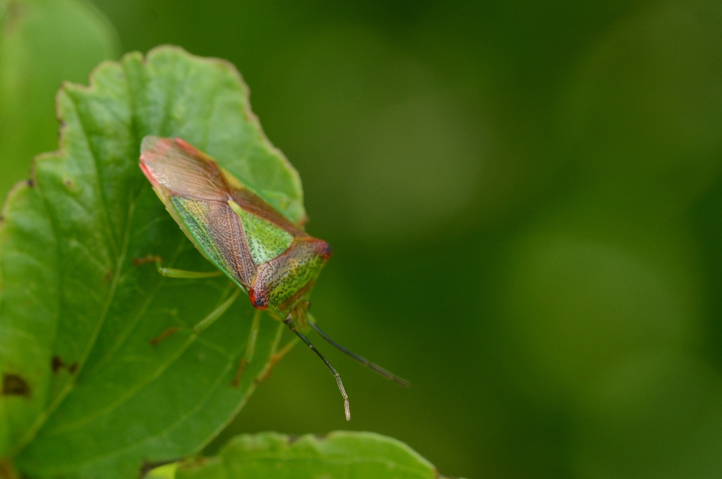 Hawthorn Shield Bug from 42-425 Kroczyce, Polska on June 11, 2017 at 10 ...
