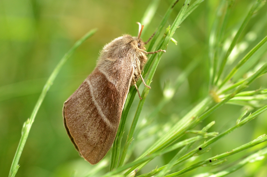 Fox Moth from 42-425 Kroczyce, Polska on June 11, 2017 at 02:03 PM by ...