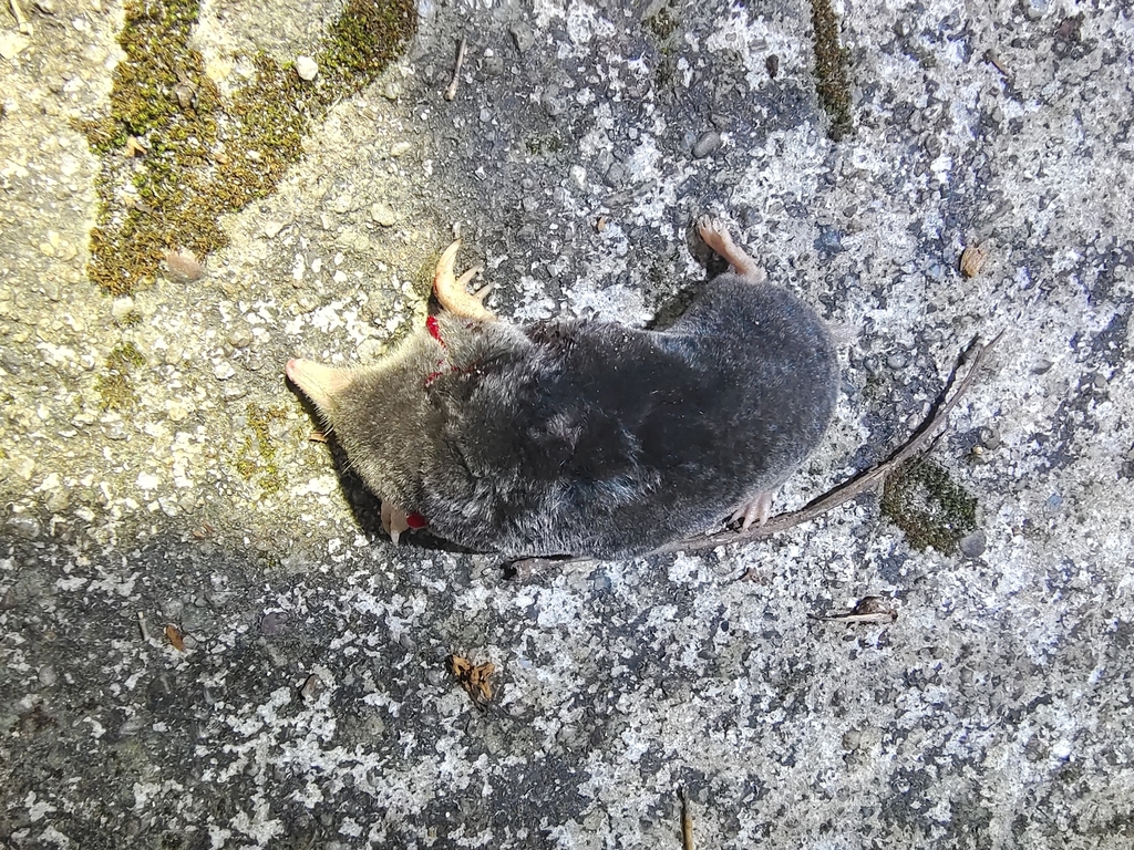 Eurasian Moles from Yichun, CN-JX, CN on November 29, 2023 at 08:35 PM ...