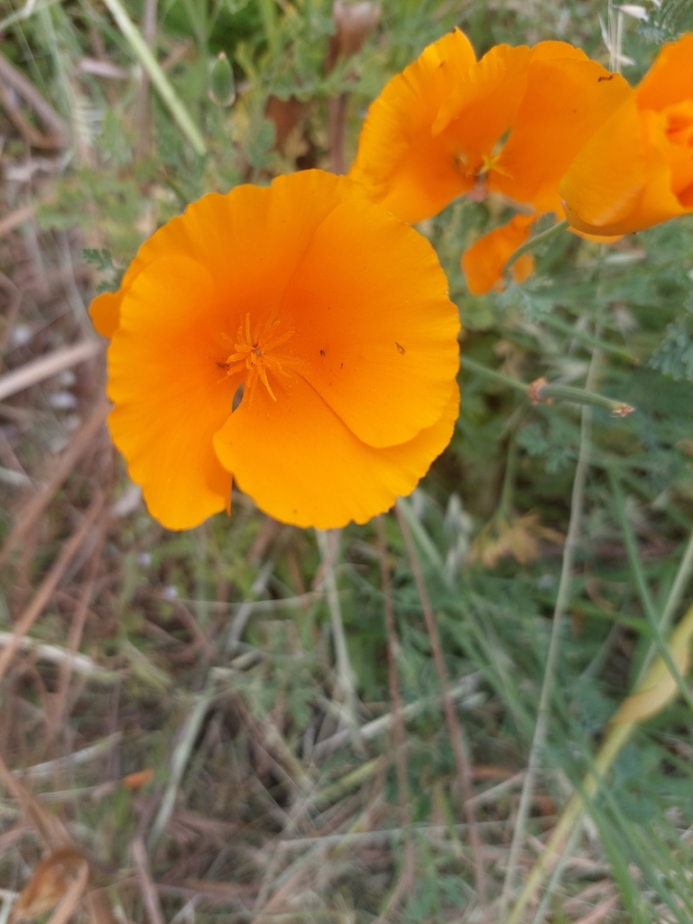 California poppy from Chillán, Ñuble, Chile on December 1, 2023 at 01: ...