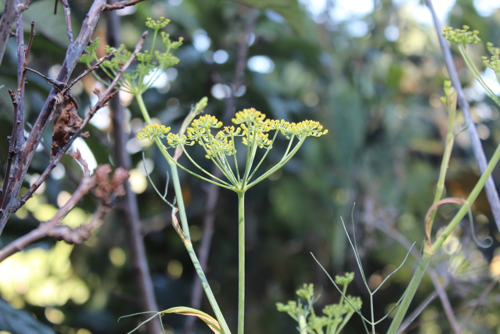 fennel from Parque Ecológico Tarango on November 16, 2023 at 11:57 AM ...