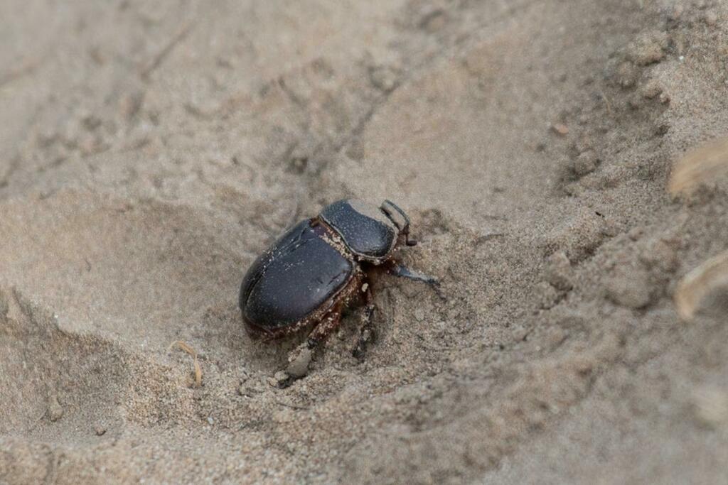 Flatface Rhinoceros Beetles from Overberg, Western Cape, South Africa ...