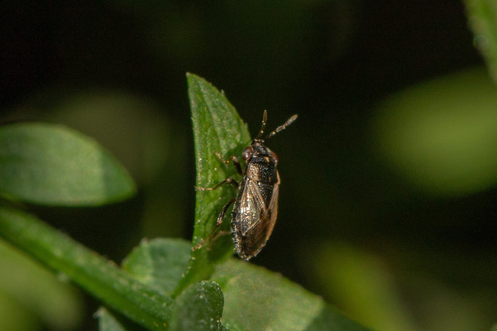 Geocoris pallidipennis from 中国北京市海淀区 on October 6, 2023 at 12:17 PM by ...