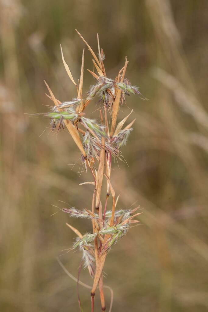 Narrowleaf Turpentine Grass from Overberg District Municipality, South ...