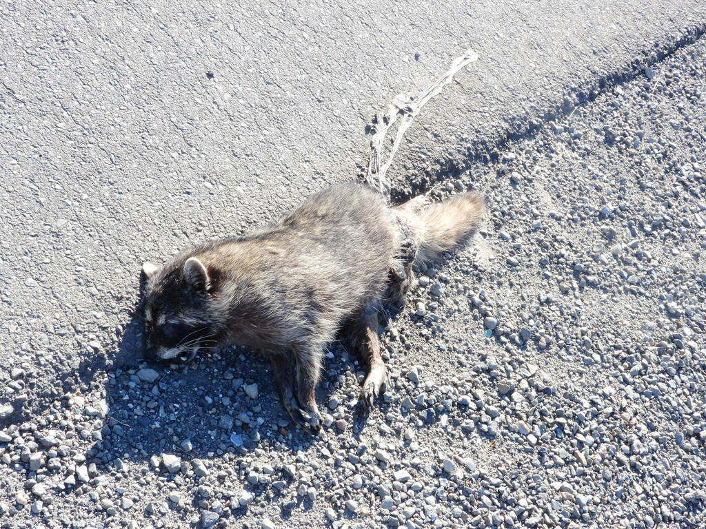 Common Raccoon from Merced County, California on November 24, 2023 at ...