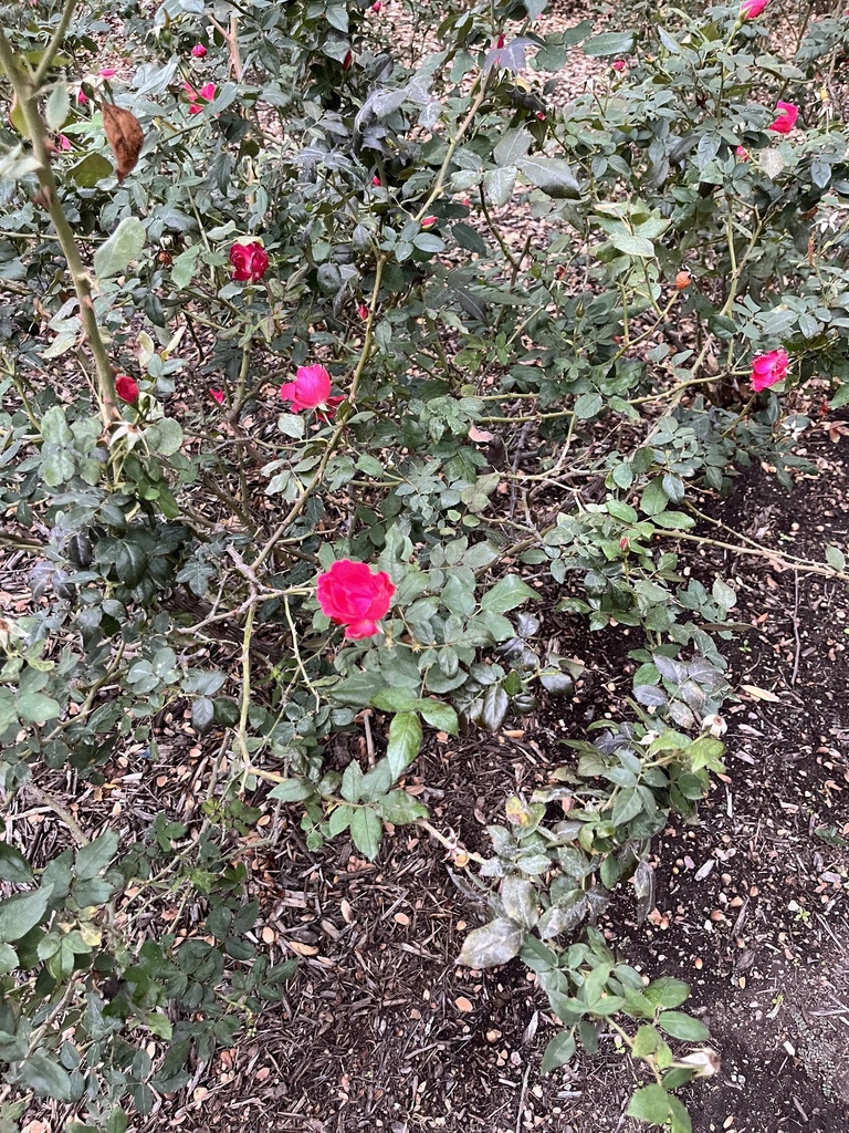 roses from The University of Texas at San Antonio, San Antonio, TX, US ...
