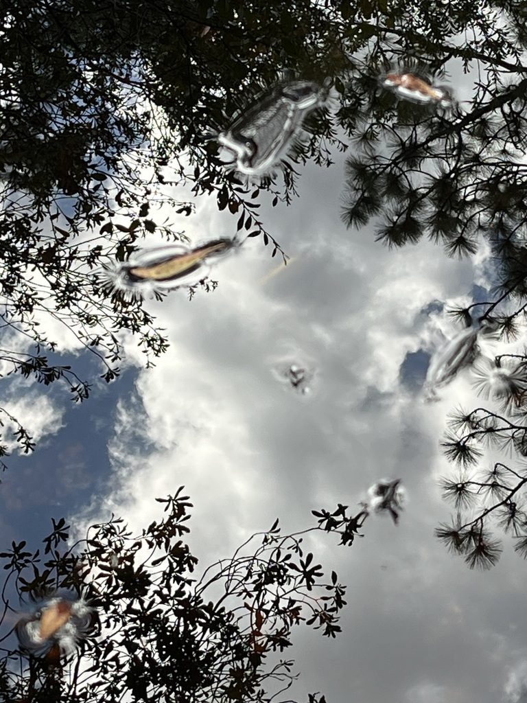 Winged and Once-winged Insects from Orange County, FL, USA on November ...