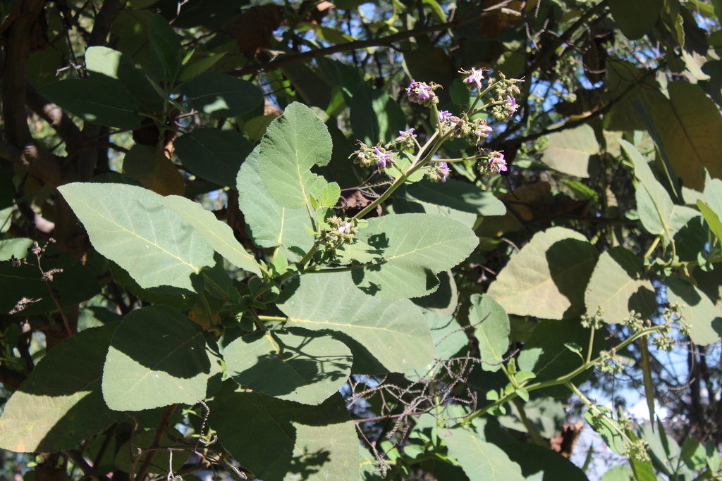 fiberglass plant from Parque Ecológico Tarango on November 16, 2023 at ...