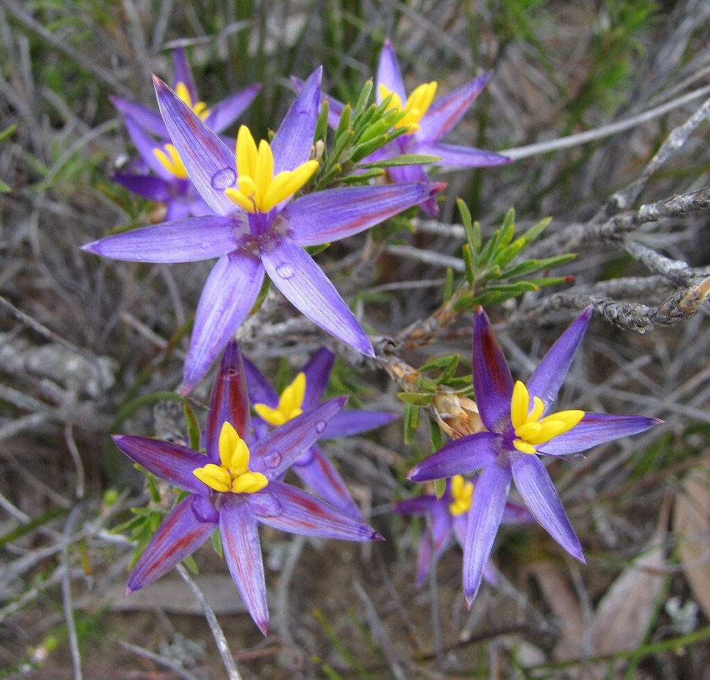 Blue Tinsel Lily in September 2009 by Gail A Baker. Calectasia ...